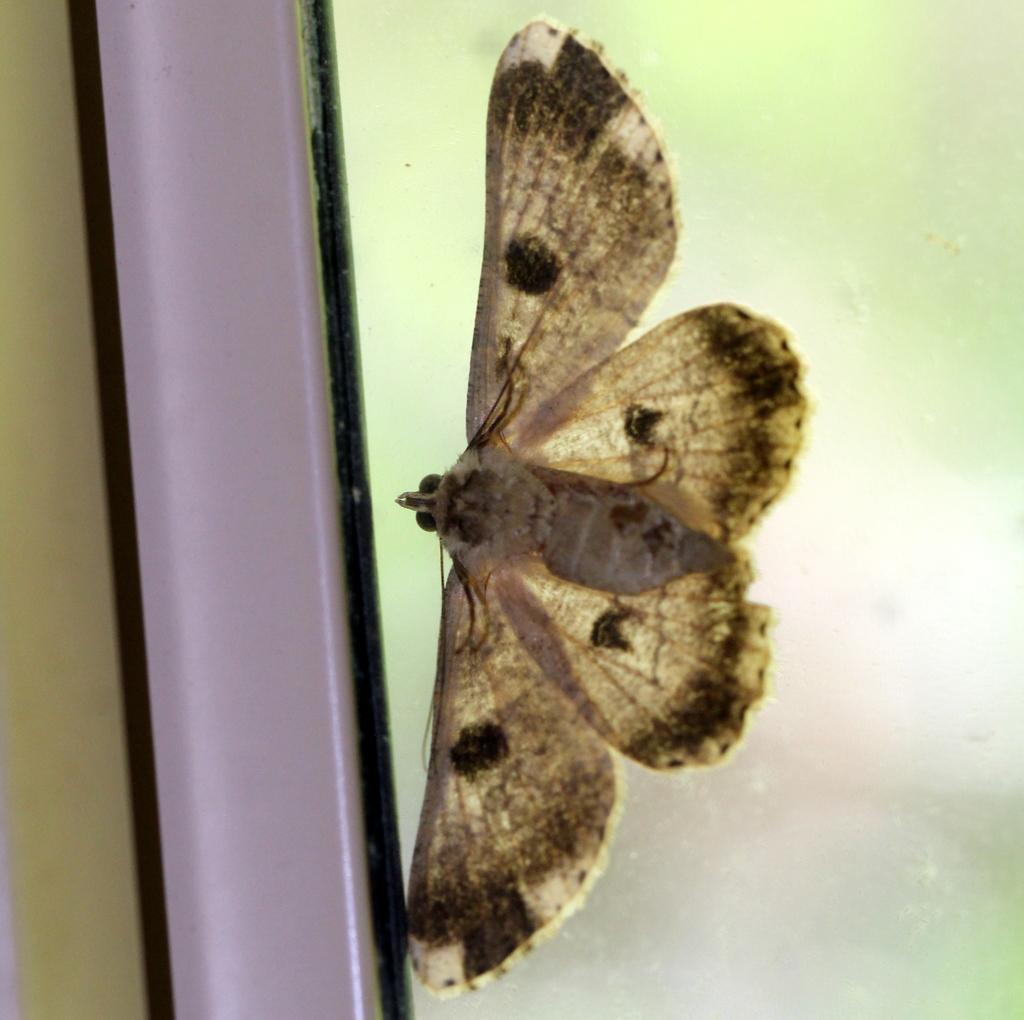 Butterflies and Moths from Cairns QLD, Australia on January 12, 2021 at ...