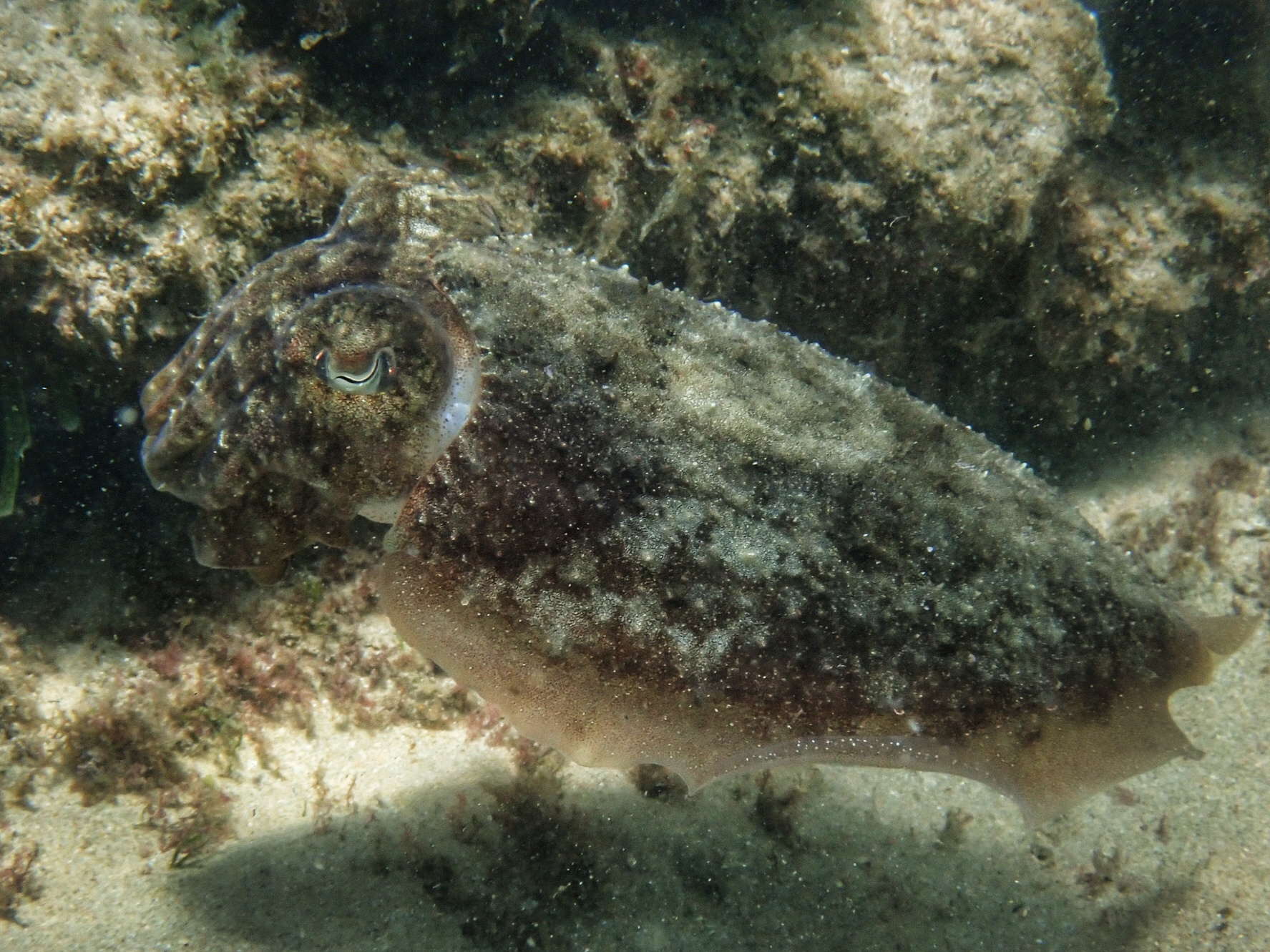Sepia vermiculata Quoy & Gaimard, 1832