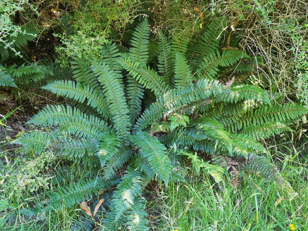Prickly Shield Fern from Montgomery Park Scenic Reserve, Duvauchelle ...