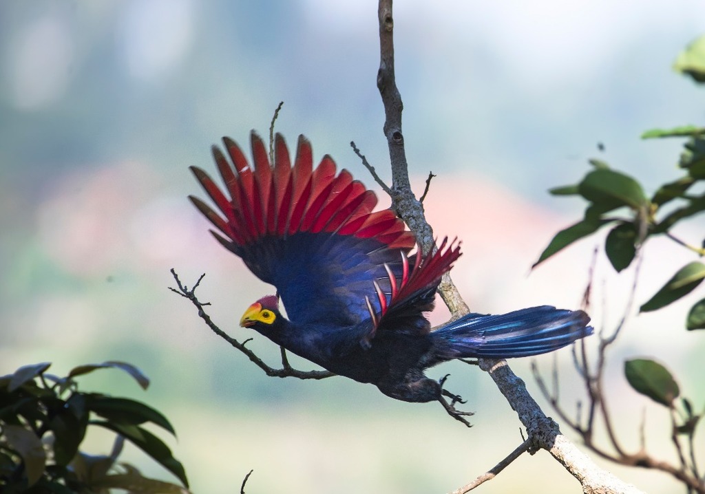 Turacos (Musophagiformes) - Avian Discovery