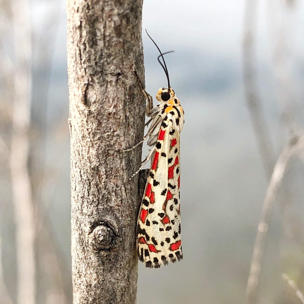 Heliotrope Moth from Nepean Highway, Seaford, VIC, AU on March 27, 2018 ...