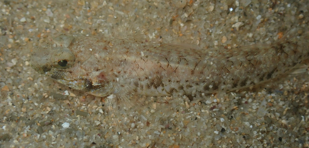 Eastern Longfin Goby from Sydney NSW, Australia on February 4, 2021 at ...