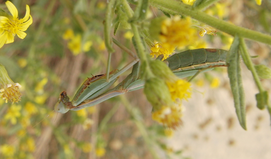 Mediterranean Mantis from Parque Atalaya Gandía, 29200 Antequera ...