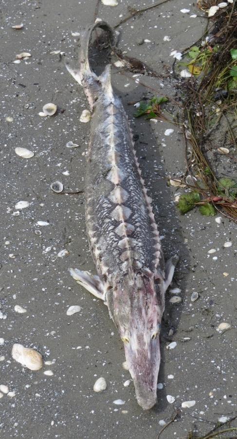 Acipenser stellatus Pallas, 1771