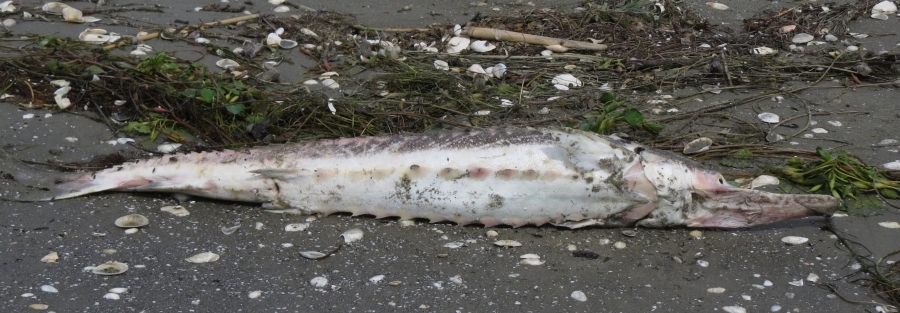 Acipenser stellatus Pallas, 1771