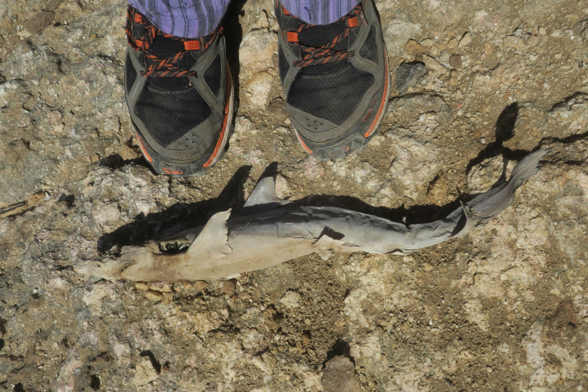 Carcharhinus macloti (Müller & Henle, 1839)