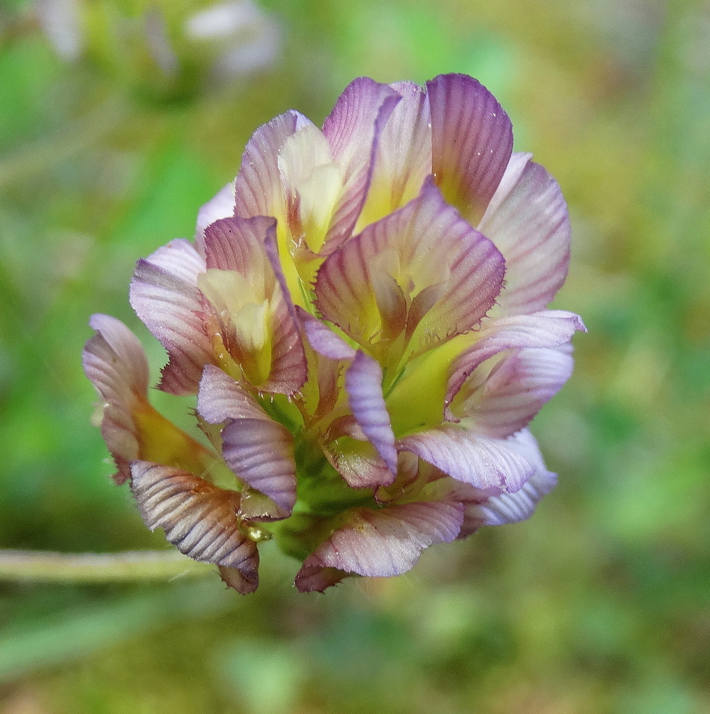 Large-flower Hop Clover (Trifolium grandiflorum) - Botanical Realm