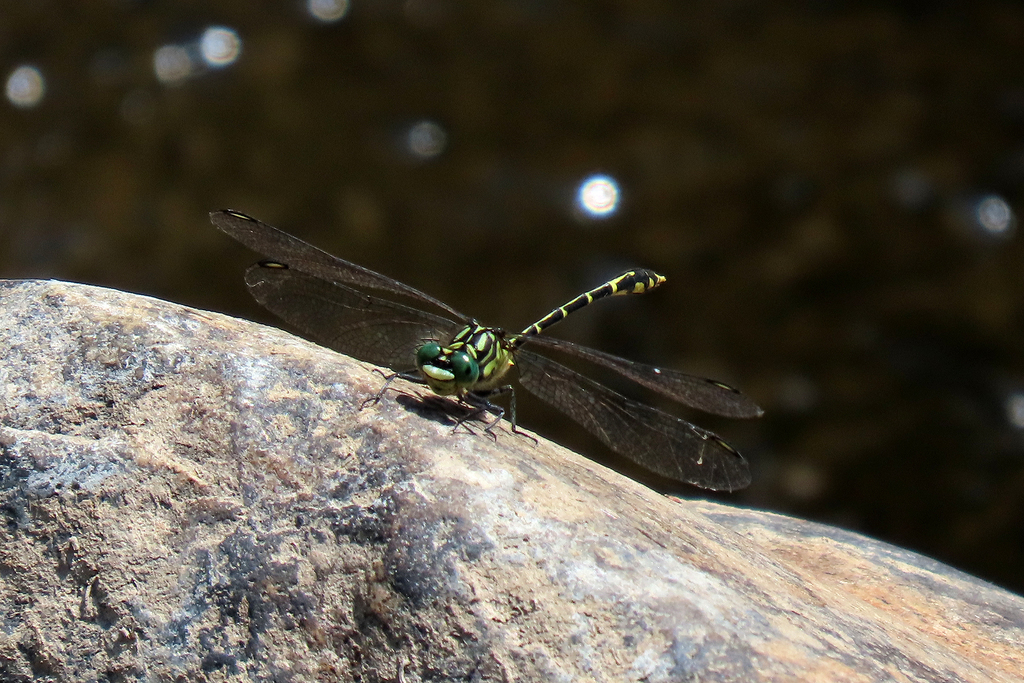 Jade Hunter from Cotter Bend, ACT, Australia on February 02, 2021 at 02:32 PM by deborod. quite ...