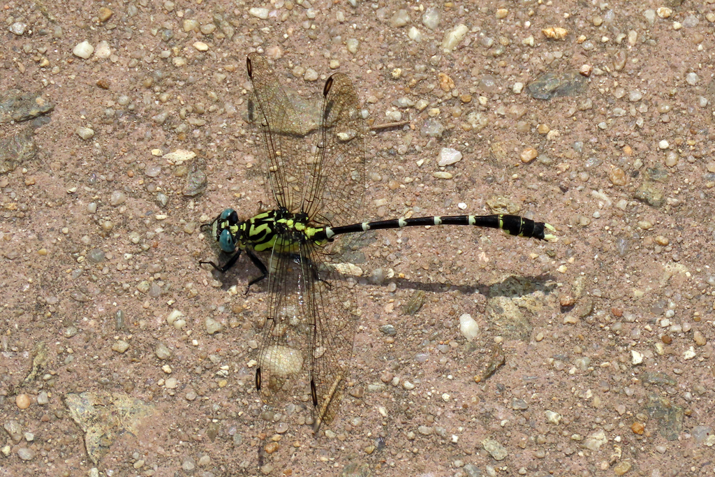 Stout Vicetail from Cotter Bend, ACT, Australia on February 02, 2021 at 03:02 PM by deborod ...