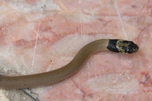 Collared Dwarf Snake (Eirenis collaris) - Snakes and Lizards