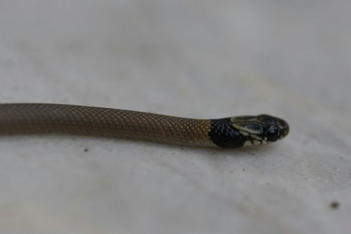 Collared Dwarf Snake (Eirenis collaris) - Snakes and Lizards