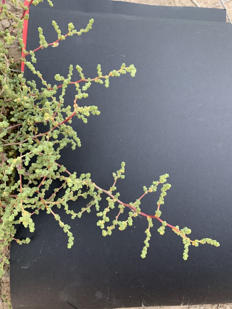 Caroxylon imbricatum (Native desert plants & fungi of Kuwait ...