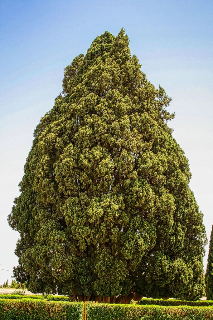 Mediterranean cypress (Cupressus sempervirens) - Botanical Realm