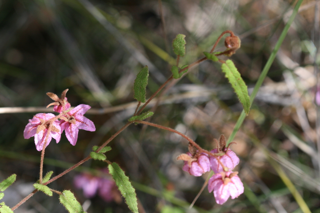 Narrow-leaved thomasia (Thomasia angustifolia) - Botanical Realm