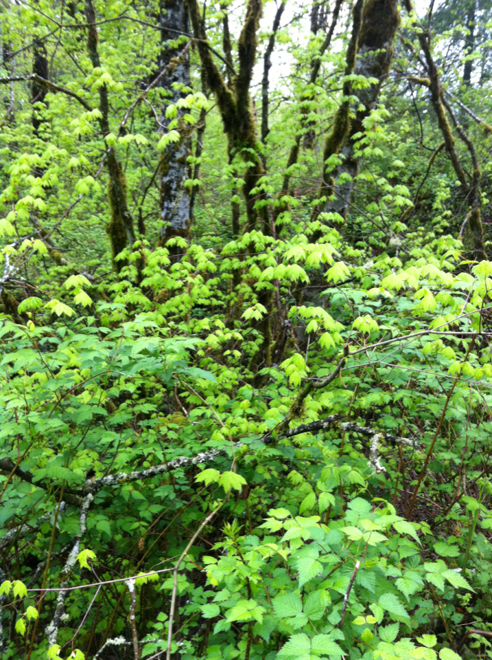 Vine Maple (Handbook for the Native Trees of Oregon) · iNaturalist