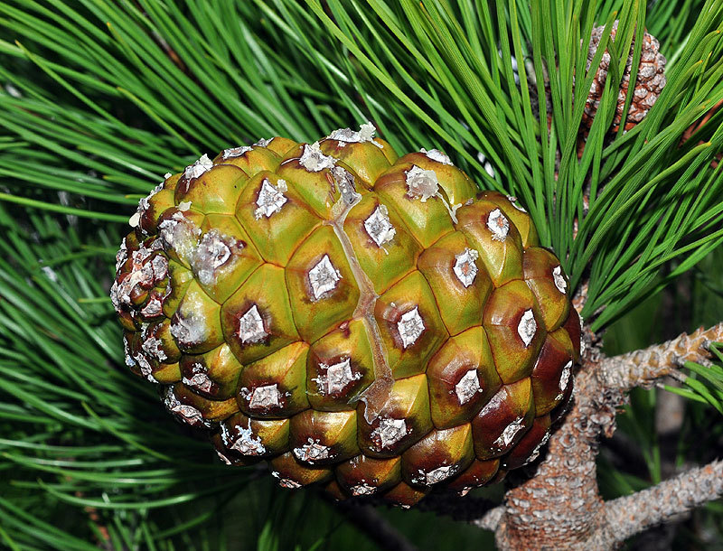 Stone pine (Pinus pinea) - Botanical Realm