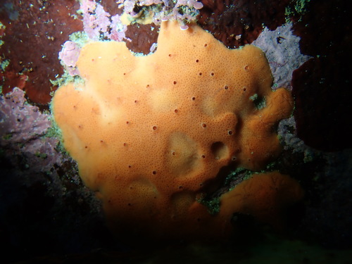 Genus Artemisina · iNaturalist