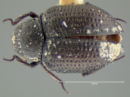 minute mud-loving beetles (Family Georyssidae) · iNaturalist