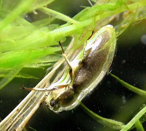 Escarabajos acuáticos de garras (Dryopidae)