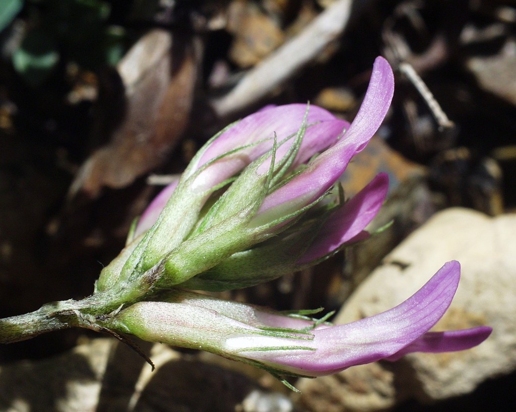 Montpellier Milkvetch from Béjaïa, Algérie on March 30, 2004 at 10:34 ...