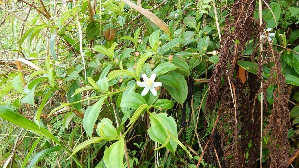 Blakea from Hornito, Panama on February 02, 2021 at 01:24 PM by Terry ...