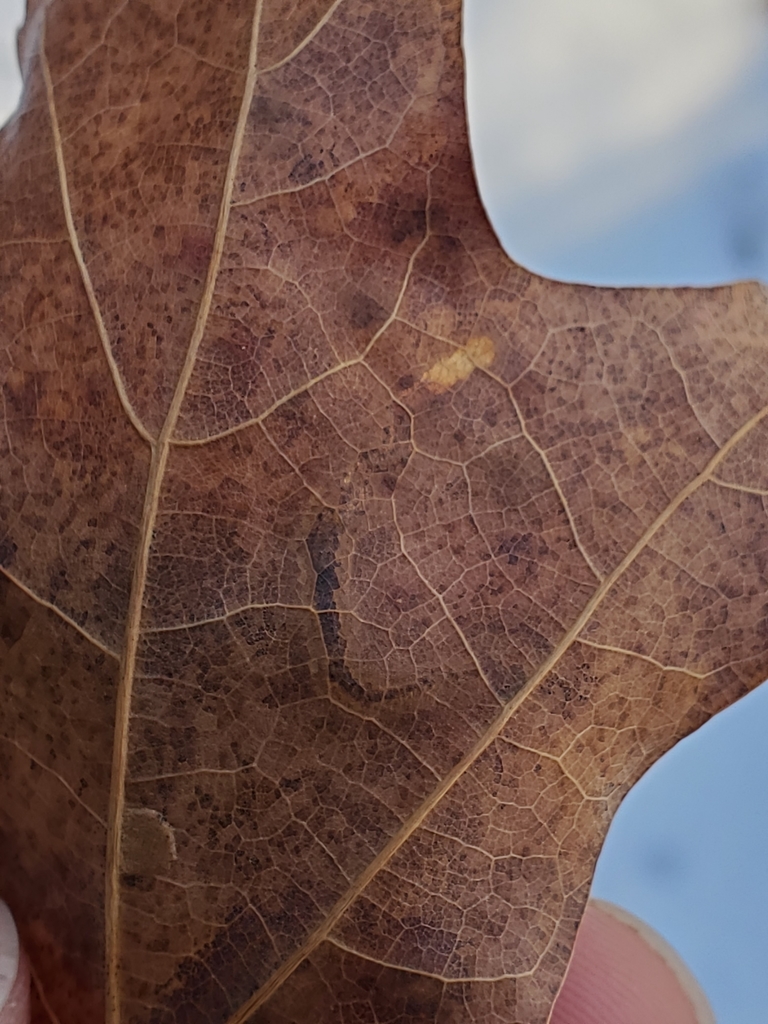 Stigmella saginella from Upper Pittsgrove, NJ, USA on February 4, 2021 ...