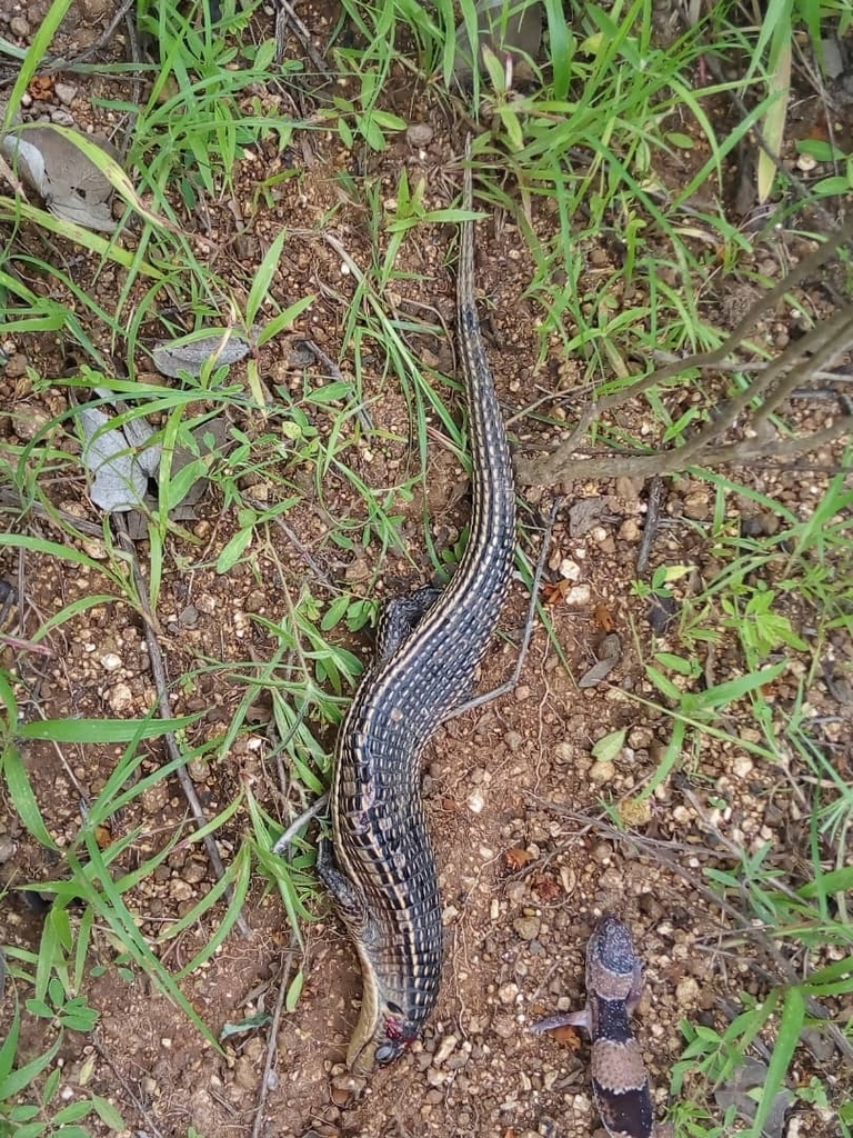 Rough-scaled Plated Lizard from Donga, Bénin on September 15, 2020 at ...