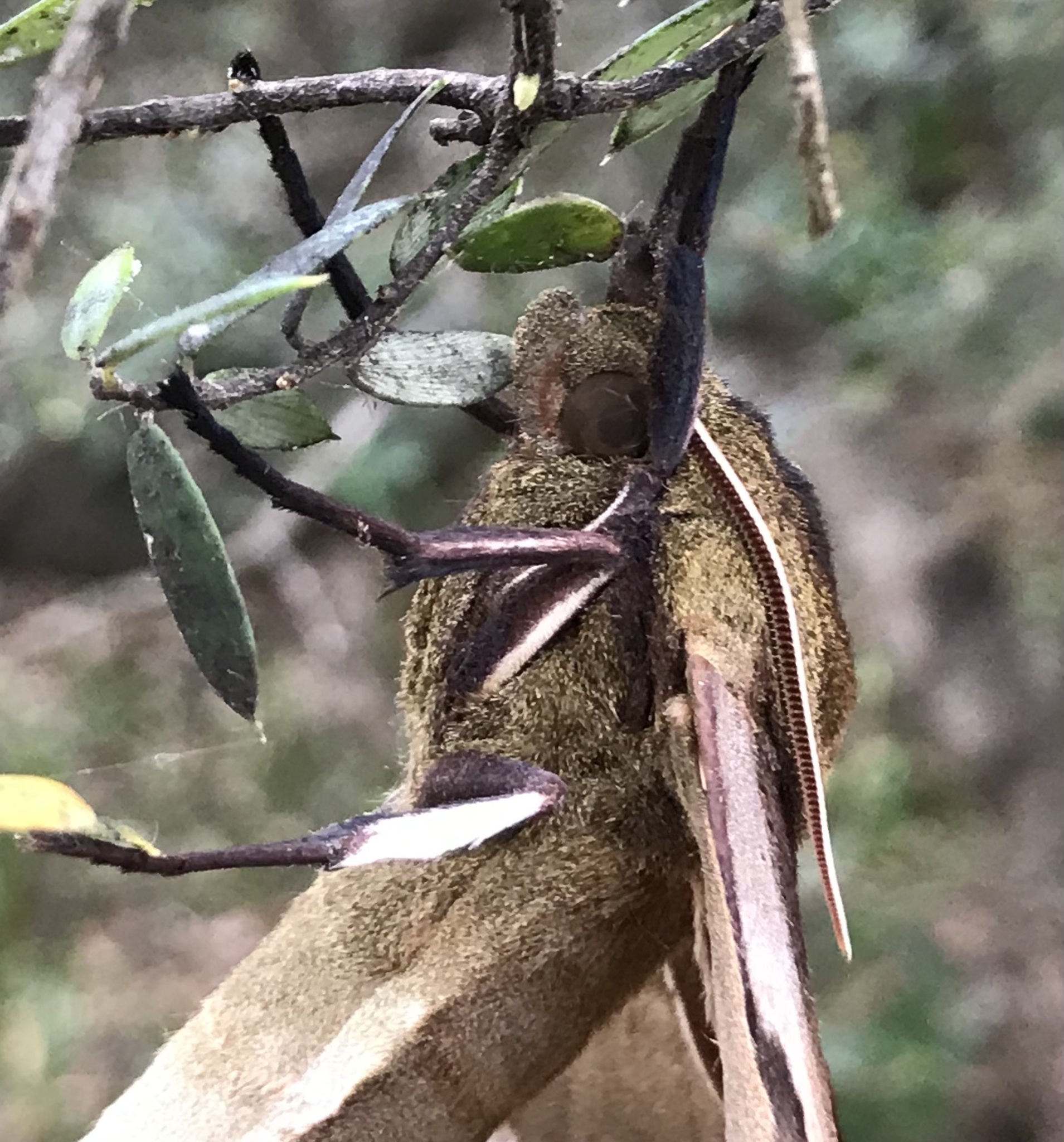 Coequosa triangularis Donovan, 1805