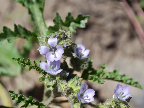 Tarasa antofagastana (Tarasa antofagastana)