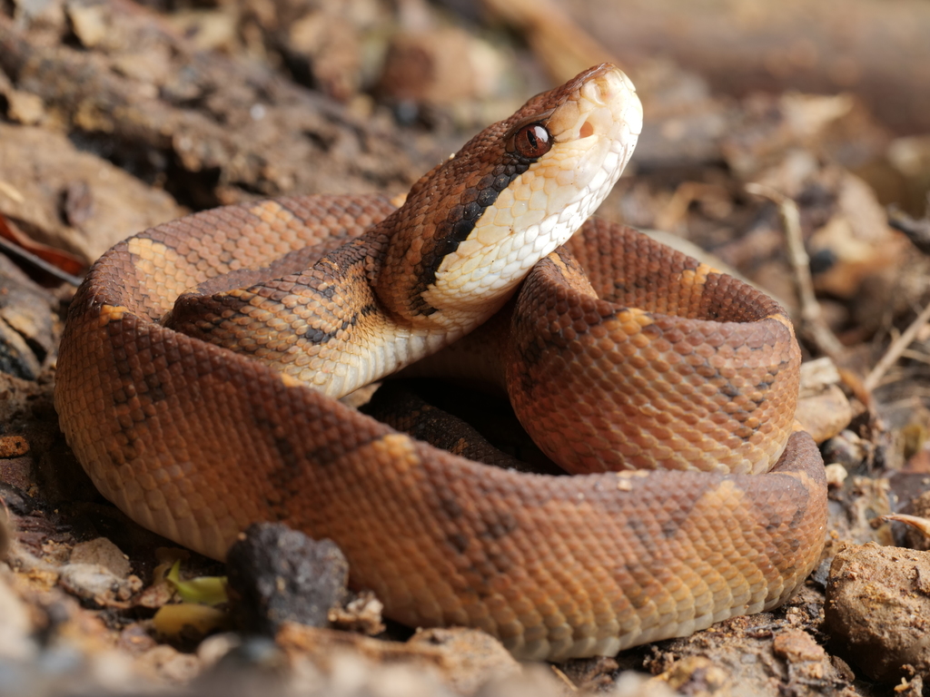 Pit Vipers (Crotalinae) - Snakes and Lizards