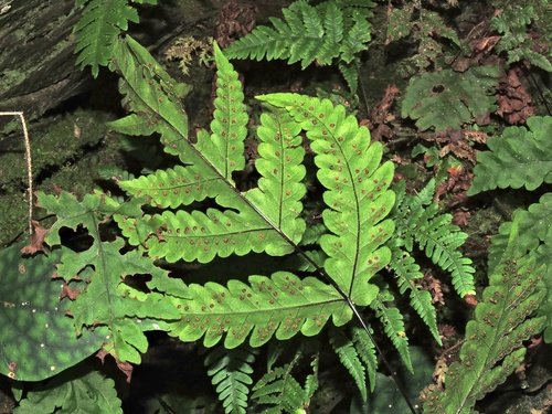 Tectaria coadunata · iNaturalist