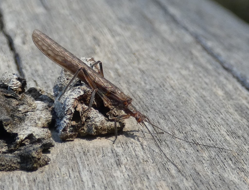 Stoneflies from Neds Gully Track, Taggerty VIC 3714, Australia on ...