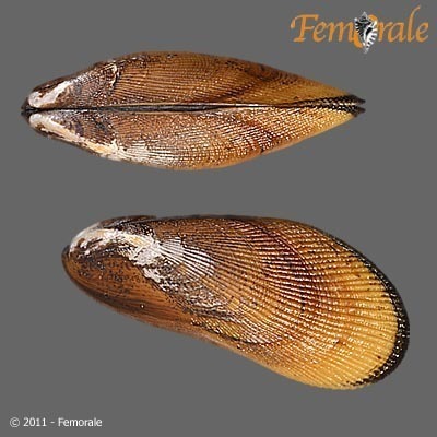Atlantic Ribbed Mussel (GTM Research Reserve Mollusc Guide) · iNaturalist