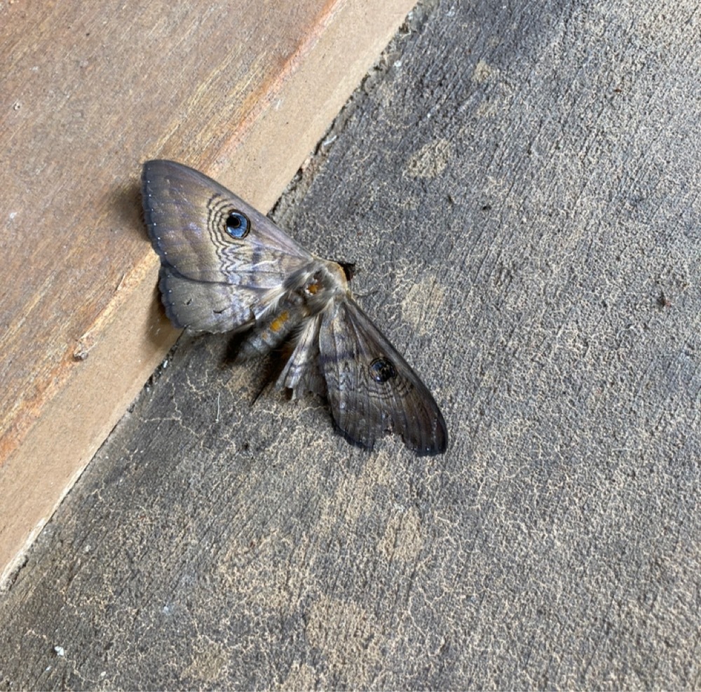 Southern Moon Moth from Adelaide Hills -Ranges, AU-SA, AU on February ...