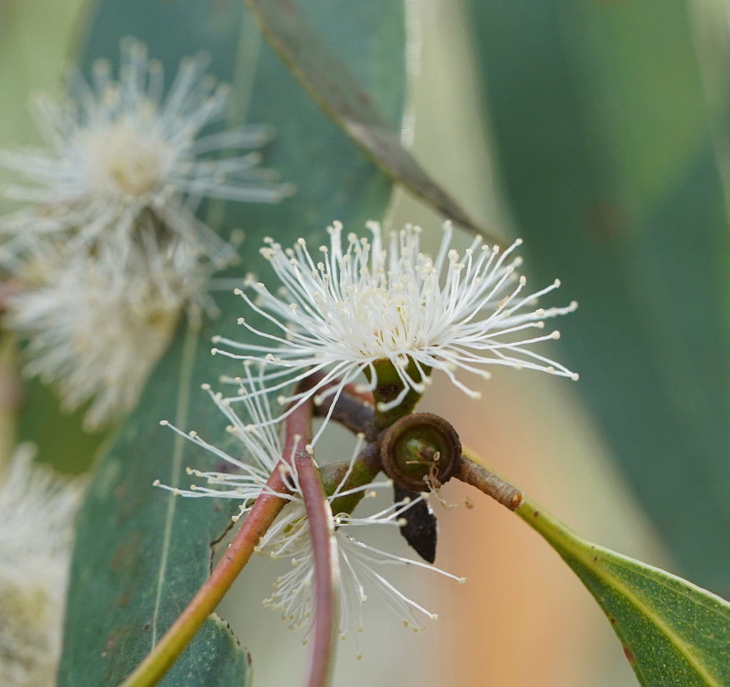 Eucalyptus fulgens from Yellingbo Reserve, Macclesfield VIC AU on ...