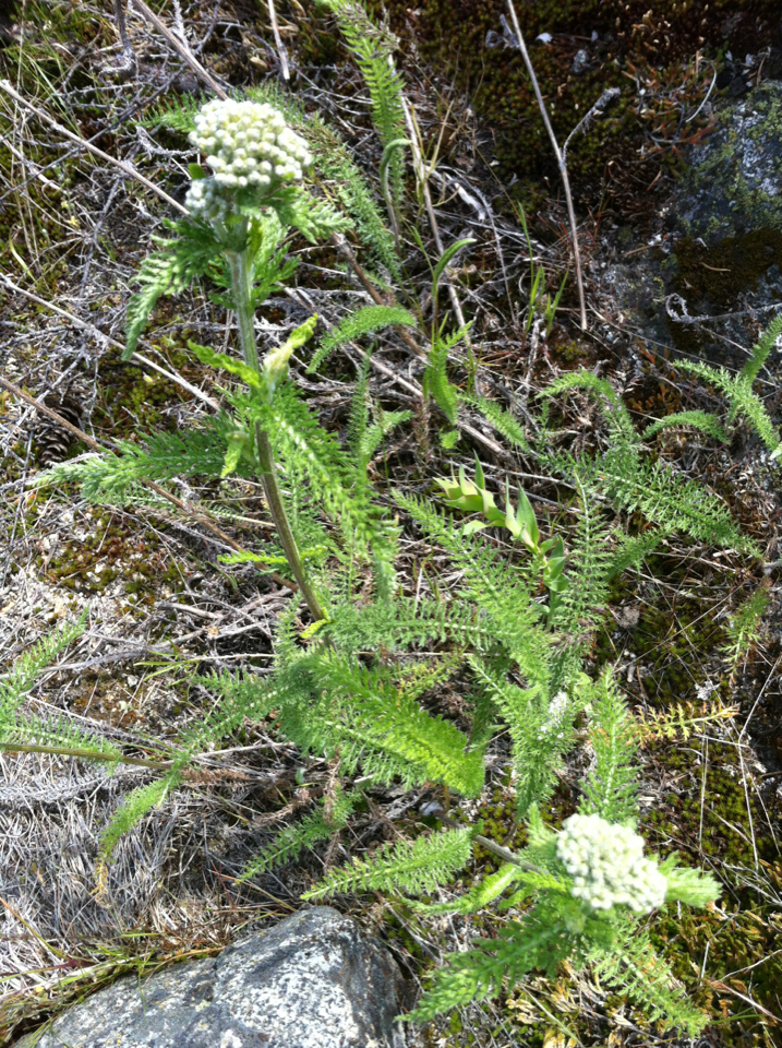 common yarrow from 11708–11710 US-2, Leavenworth, Washington, US on May ...