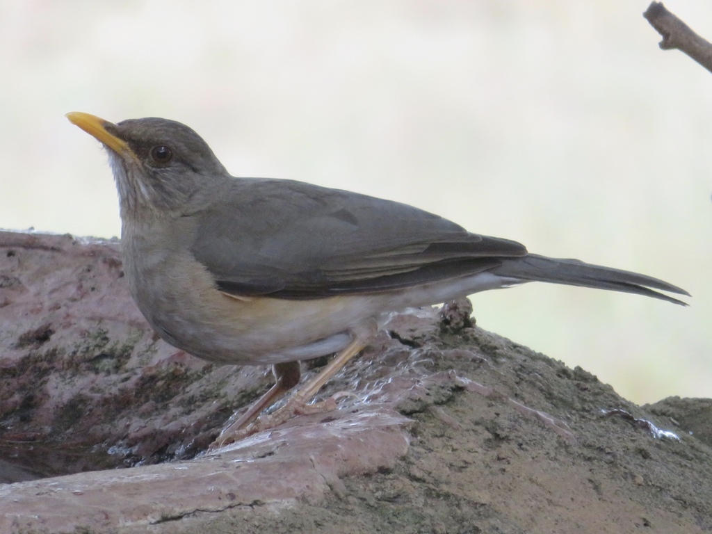 African Thrush (Turdus pelios) - Avian Discovery