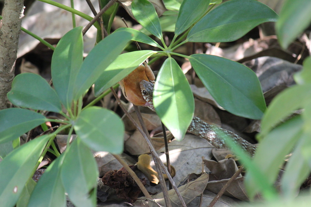 Oriental Rat Snake from Conghua District, Guangzhou, Guangdong Province ...