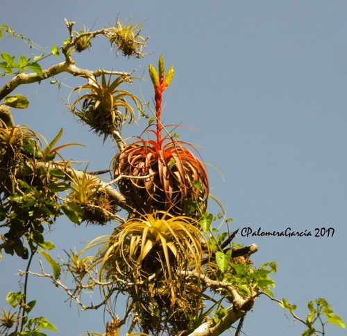 Tillandsia rothii · iNaturalist