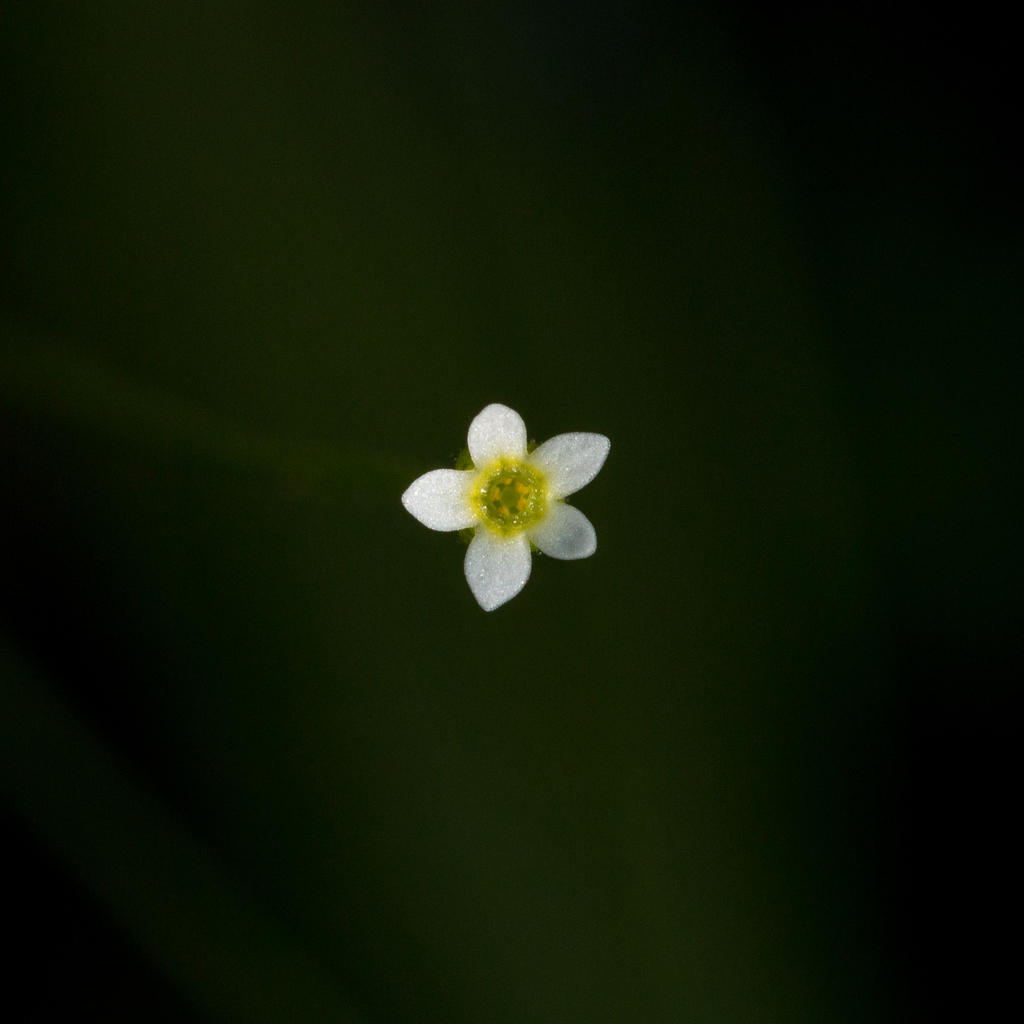slender-stemmed androsace (Plants of State Forest State Park) · iNaturalist