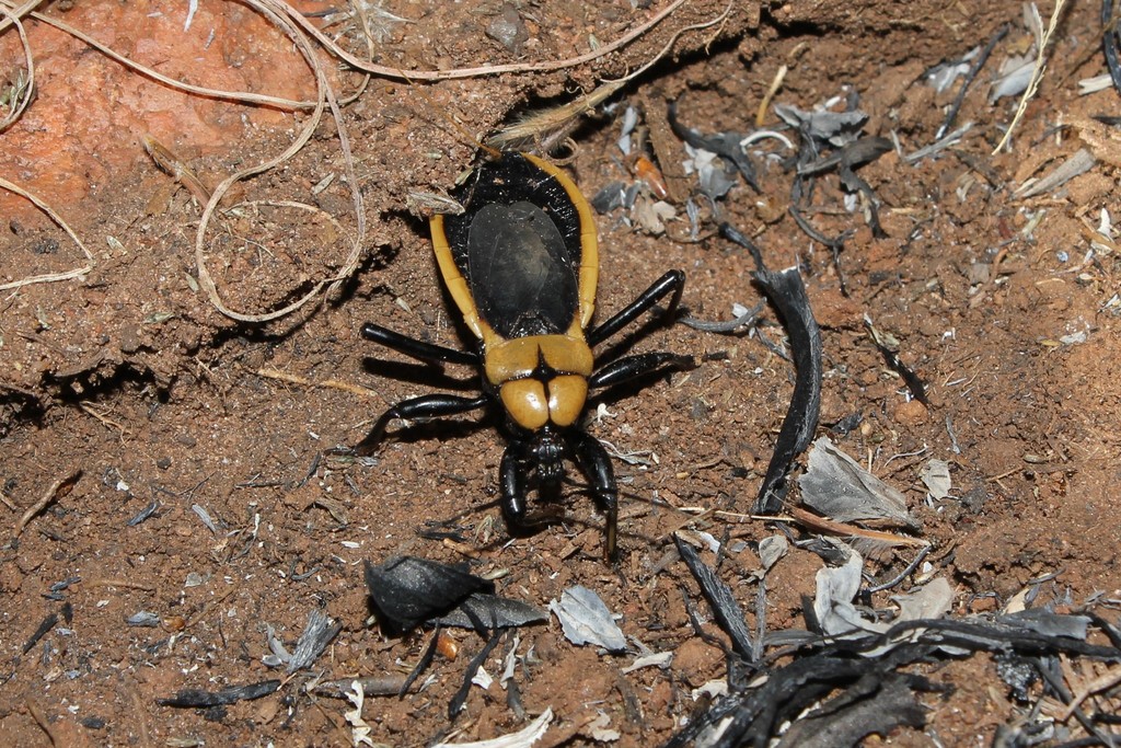 Millipede Assassin from Bojanala, South Africa on July 31, 2020 at 01: ...