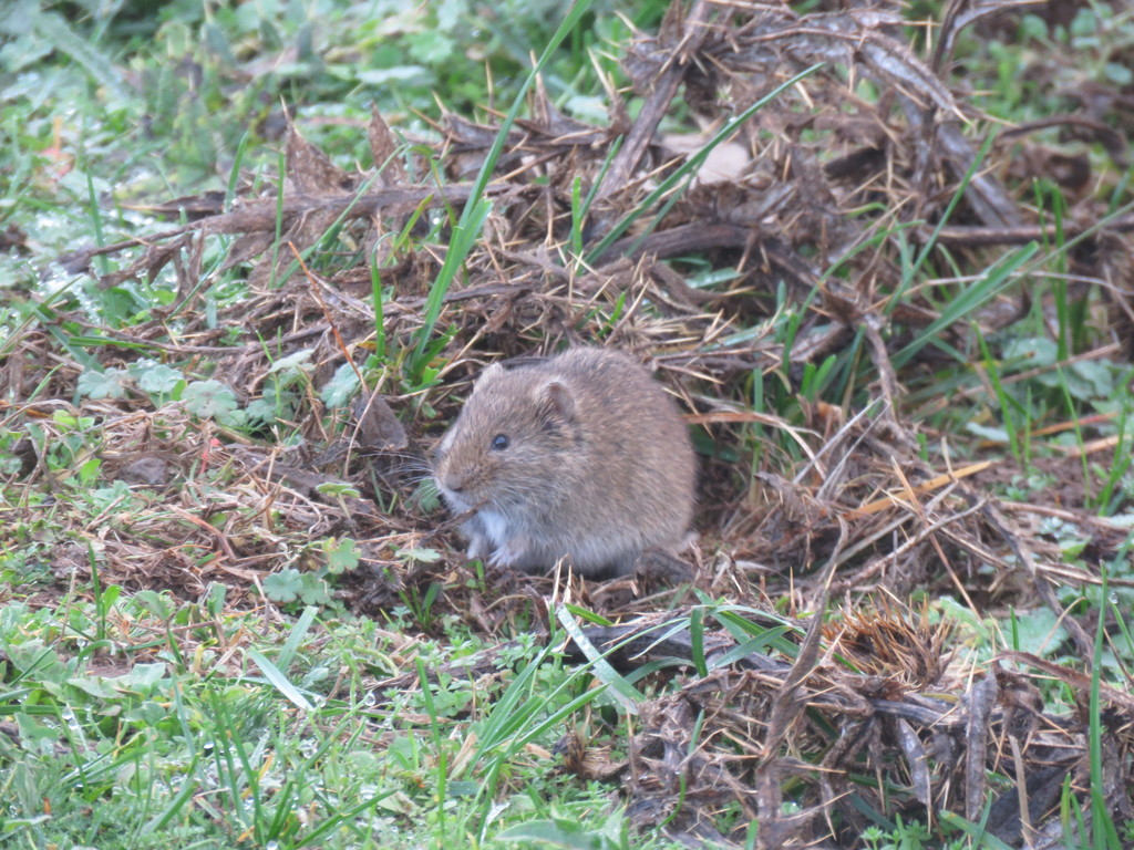 Common Vole from Subatan, Gilan Province, Iran on October 13, 2016 by ...