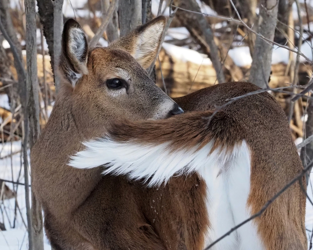 White-tailed Deer from Bayview Village, Toronto, ON, Canada on February ...