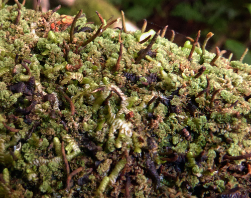Genus Dendroceros · iNaturalist