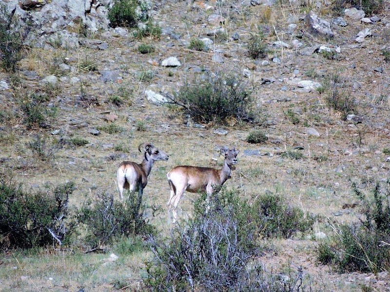 Mongolian Argali (Ovis ammon ammon) - Know Your Mammals