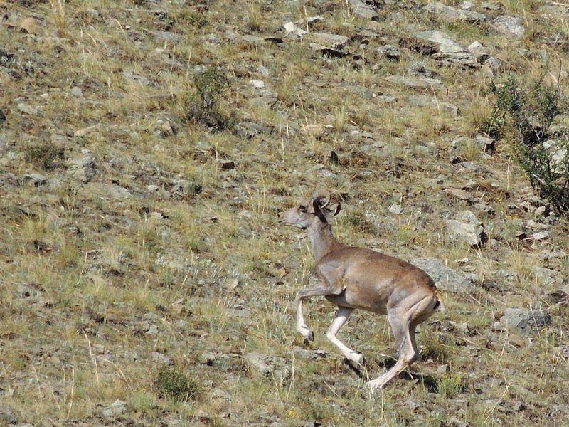 Mongolian Argali (Ovis ammon ammon) - Know Your Mammals