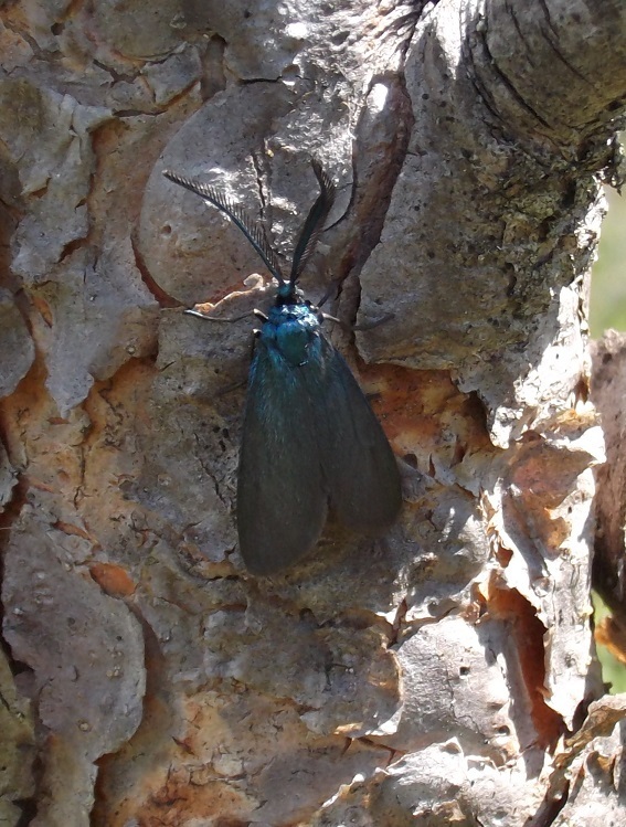 Rhagades pruni from Угличский р-н, Ярославская обл., Россия on July 6 ...