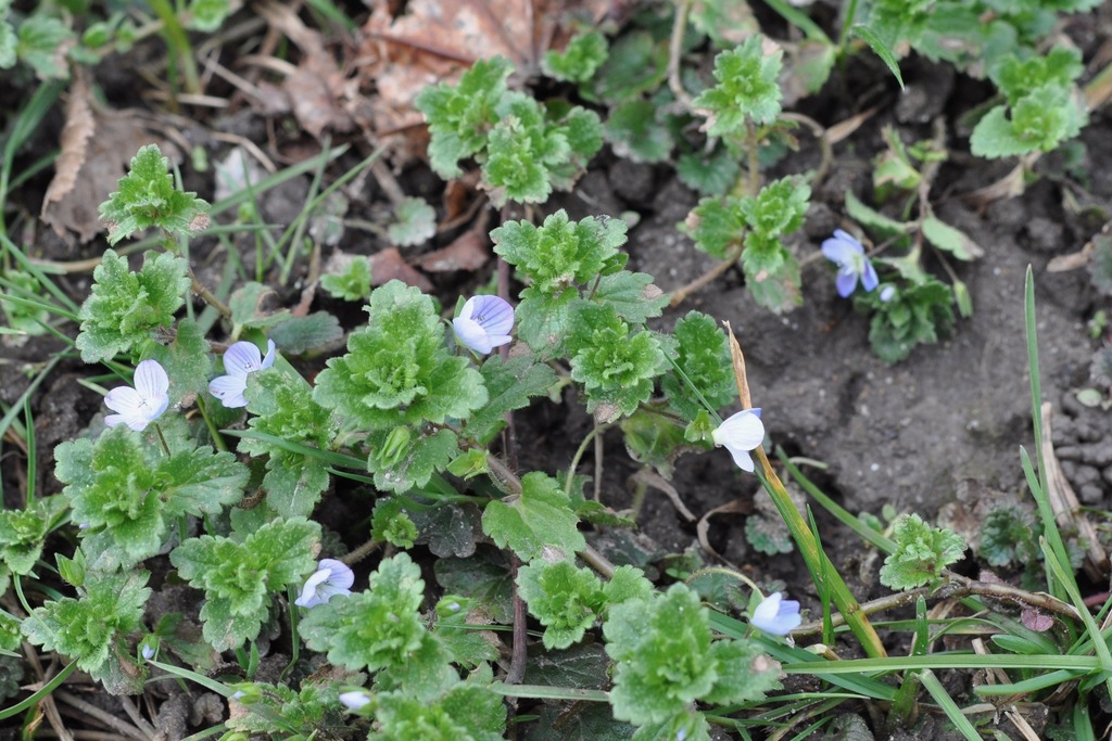 bird's-eye speedwell from Luzern, Schweiz on February 05, 2021 at 03:01 ...