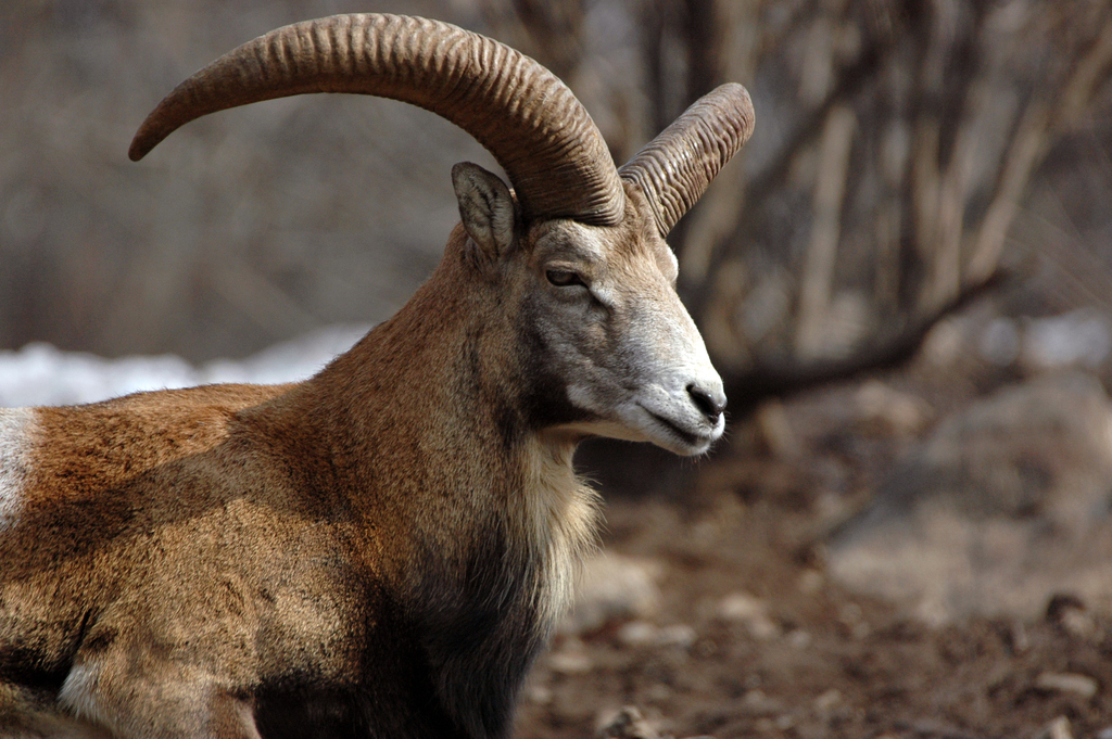 Anatolian Mouflon (Ovis gmelinii gmelinii) - Know Your Mammals
