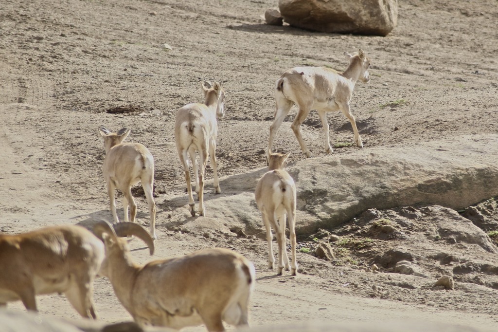 Anatolian Mouflon (Ovis gmelinii gmelinii) - Know Your Mammals